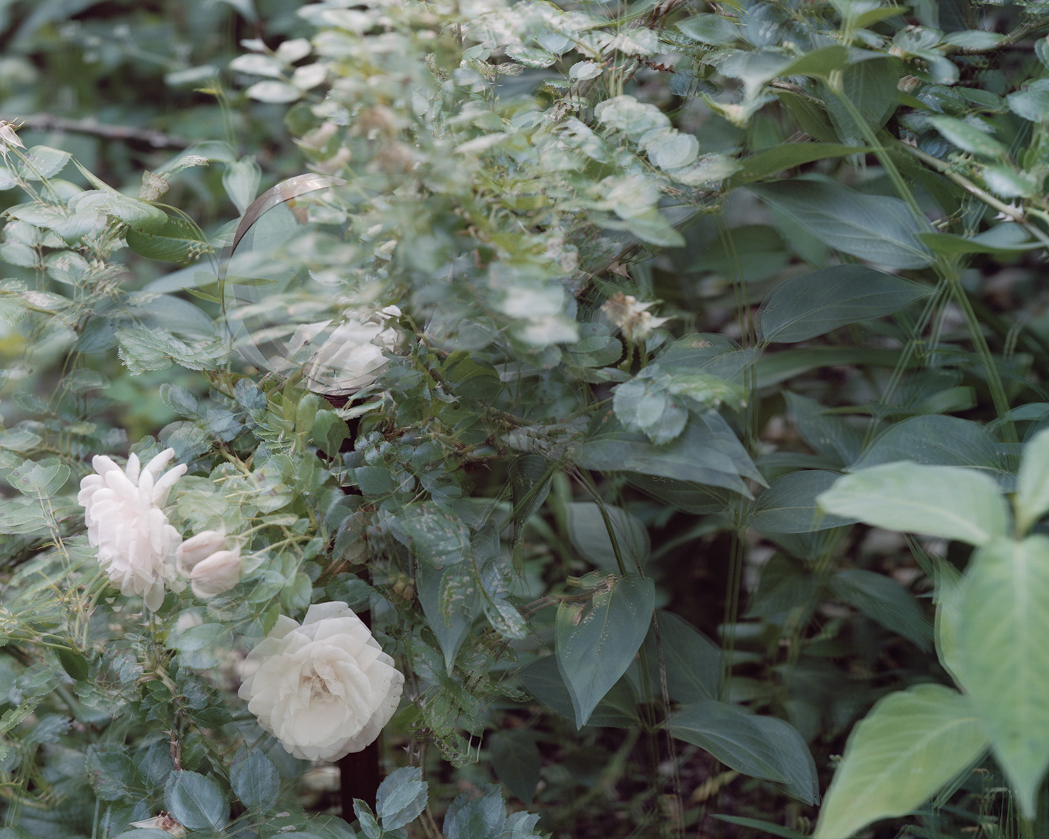 Once Through a Lens - Gallery 263